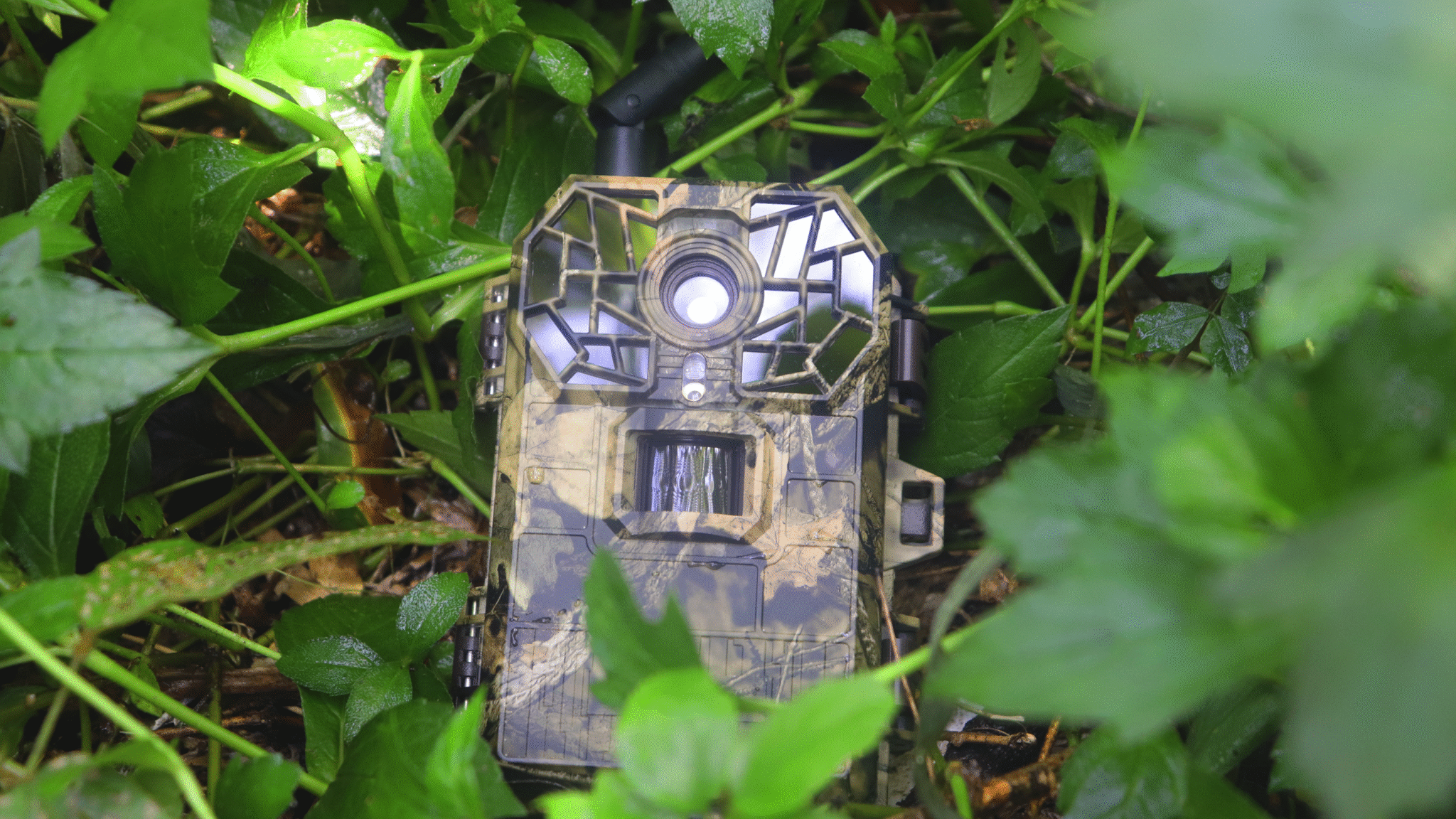 Hunting camera - forest-cam.com